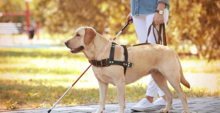 Assistance Dogs: Classifications of Dogs Helping People With ...