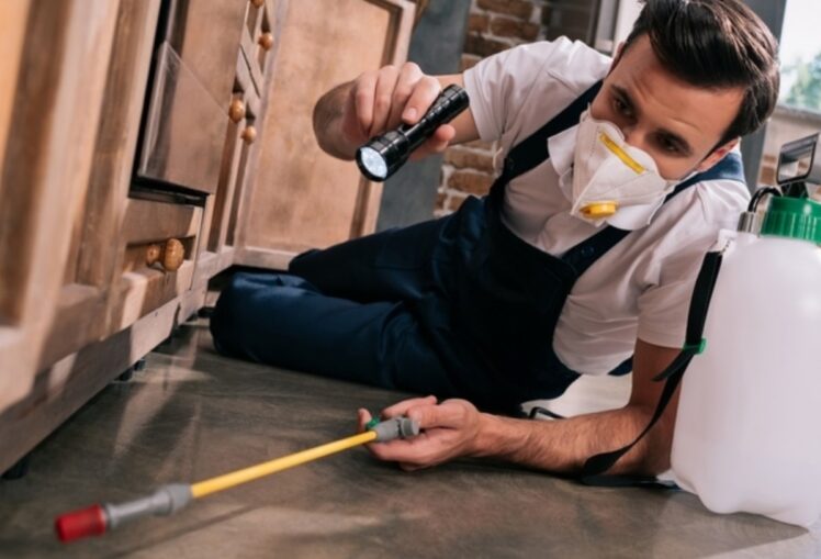 3 Thing To Do If You See Signs Of Pest Infestation In Your Home - The ...