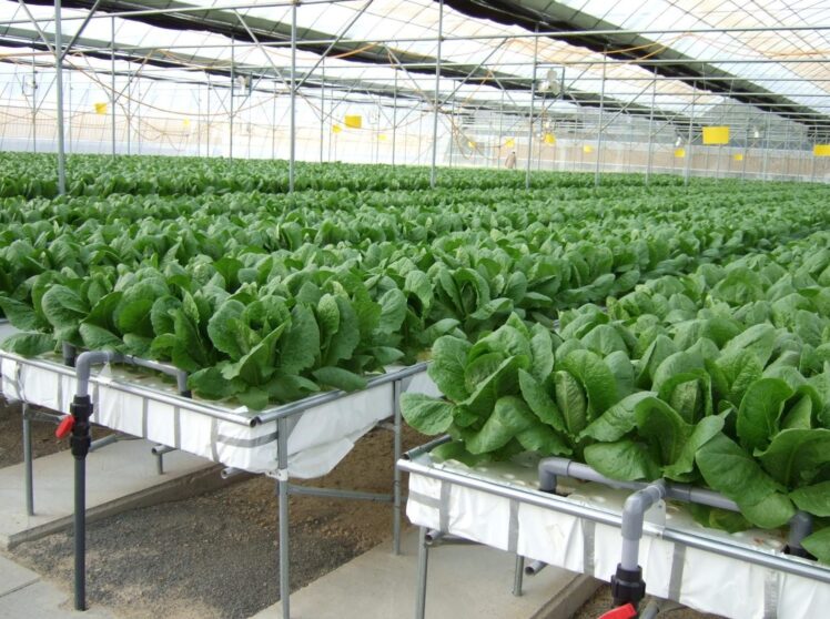 7 Tips for Hydroponic Success - The Frisky