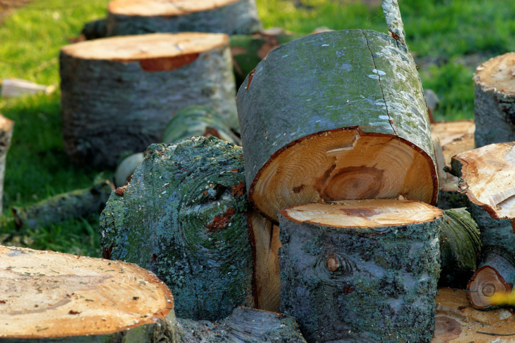 How to Cut Firewood Efficiently - Essential Tips For Beginners 2024 ...