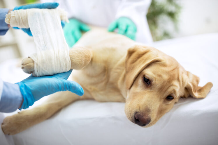 6 Recovery Tips And Tricks For Your Dog After Surgery - The Frisky