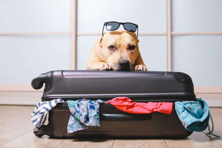 5 Tips for Traveling With a Puppy on a Long Road Trip - The Frisky