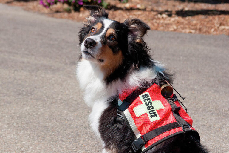 Can The Australian Shepherd Be A Service Dog? Everything You Need To ...