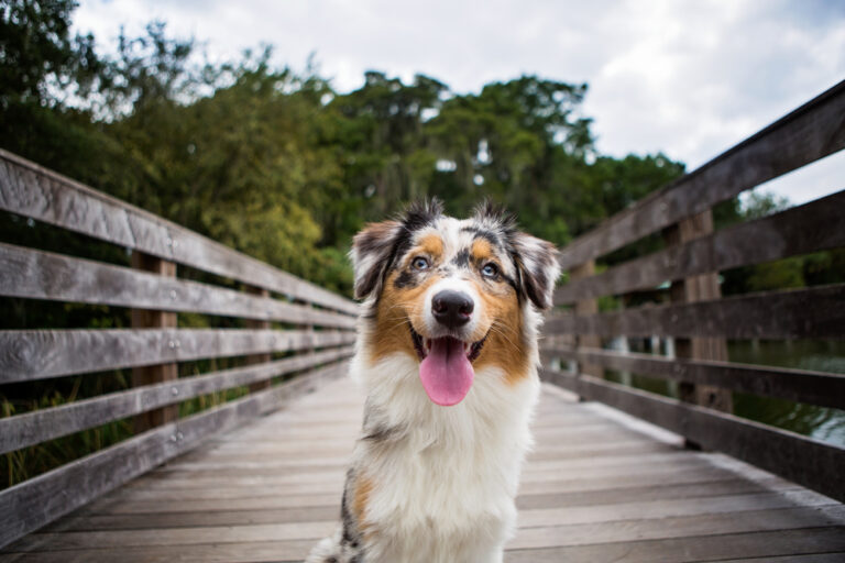 Can The Australian Shepherd Be A Service Dog? Everything You Need To ...
