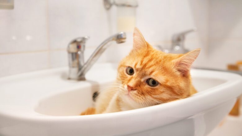 5 Tips on How to Safely and Comfortably Bathe Your Cat - The Frisky