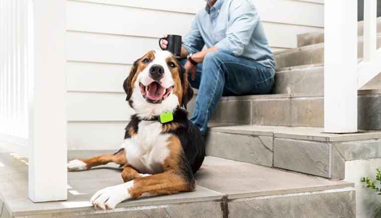 Wearable Technology for Pets: From Fitness Trackers to GPS Collars ...