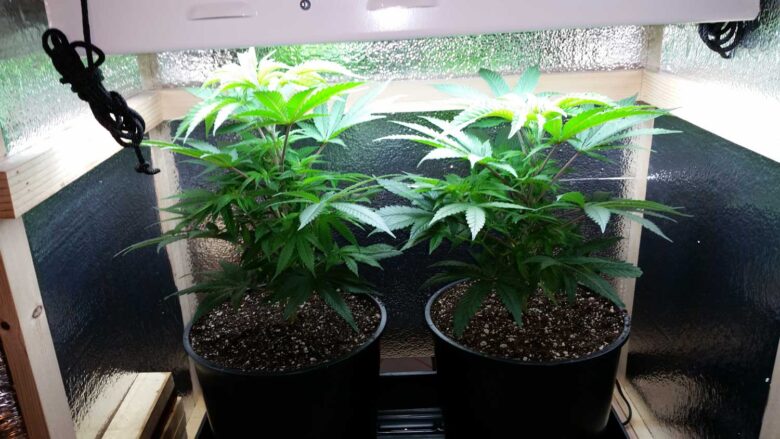How to Get Started Growing Cannabis at Home - The Frisky