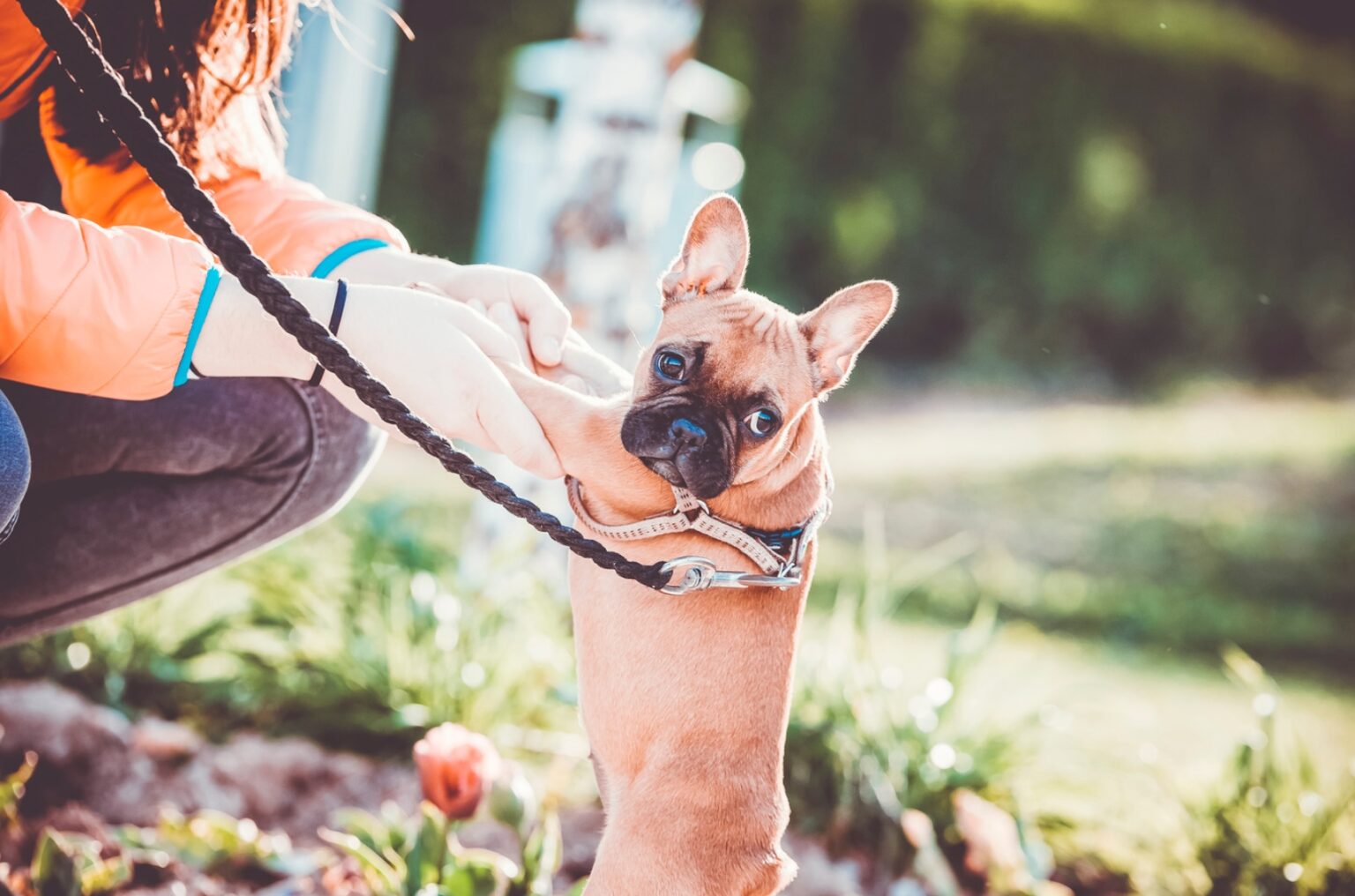 Long vs Short Dog Leashes: How to Choose - The Frisky