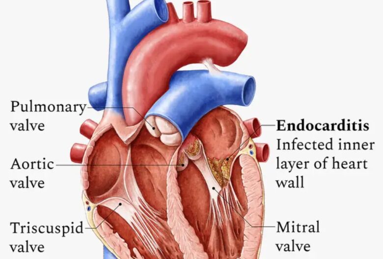 Exploring the Link Between Orthodontics and Overall Health: More than ...