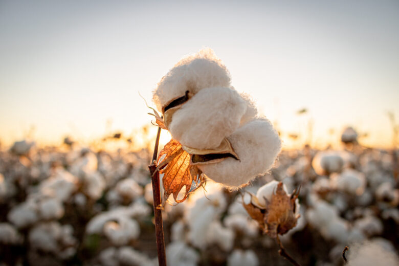 6 Reasons You Should Wear Cotton Clothes in Summer - The Frisky