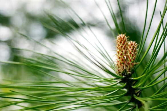 Evergreen Versatility: 8 Diverse Uses of Pine Trees Across the Seasons ...