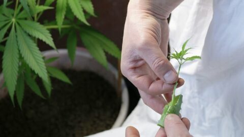 Autoflower vs Photoperiod Cannabis Plants: Which Is Better? - The Frisky