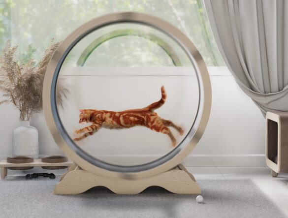 Keeping Kitty Fit: The Top Benefits of Cat Wheels - The Frisky